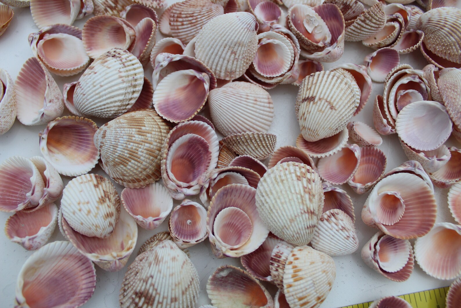 Natural Florida Shells, Prickly Cockle Shells, Sanibel Island Shells ...
