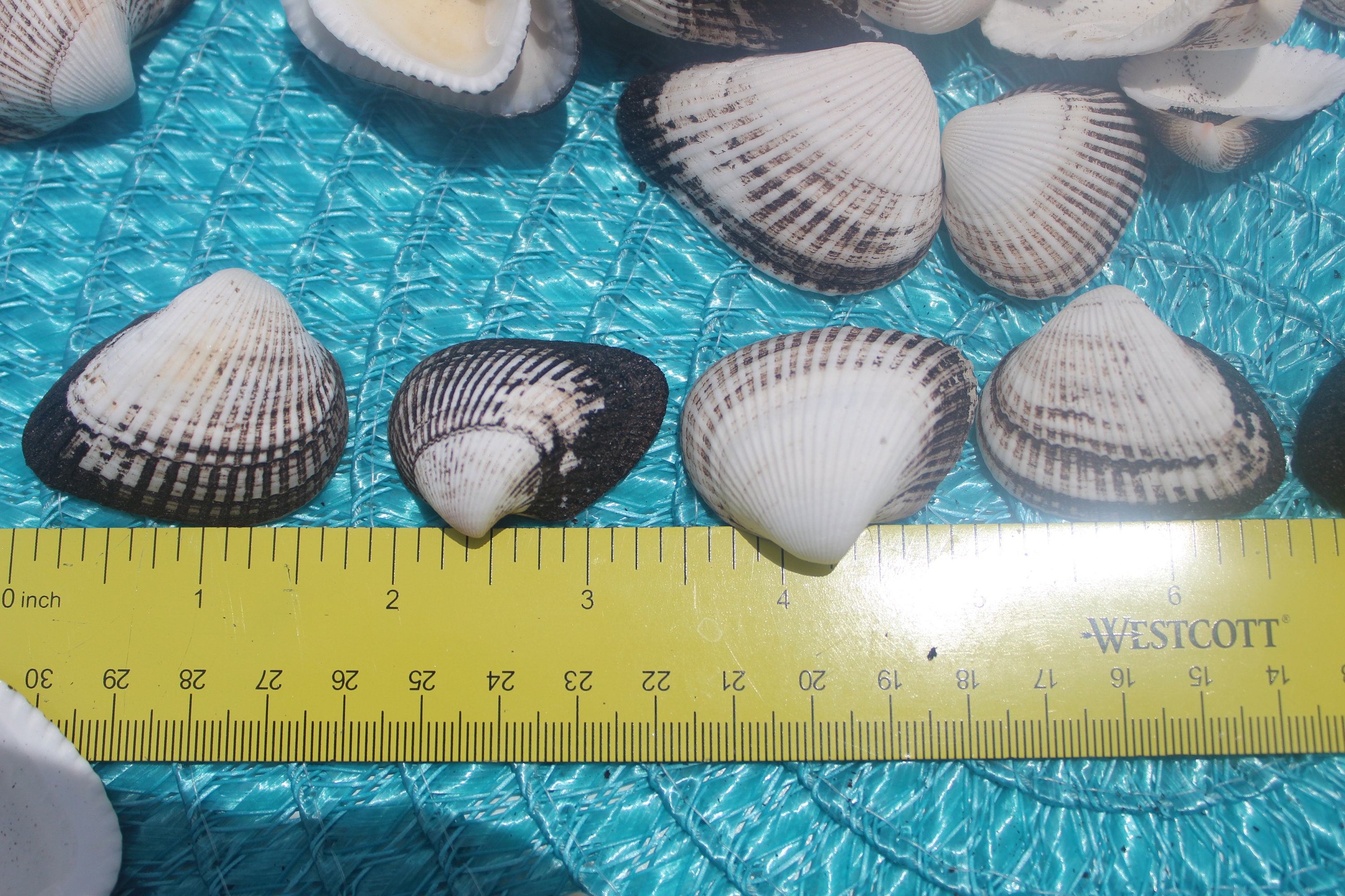 Ponderous Ark Seashells, Keewaydin Sea Shells, Gulf Coast Shells, Black ...