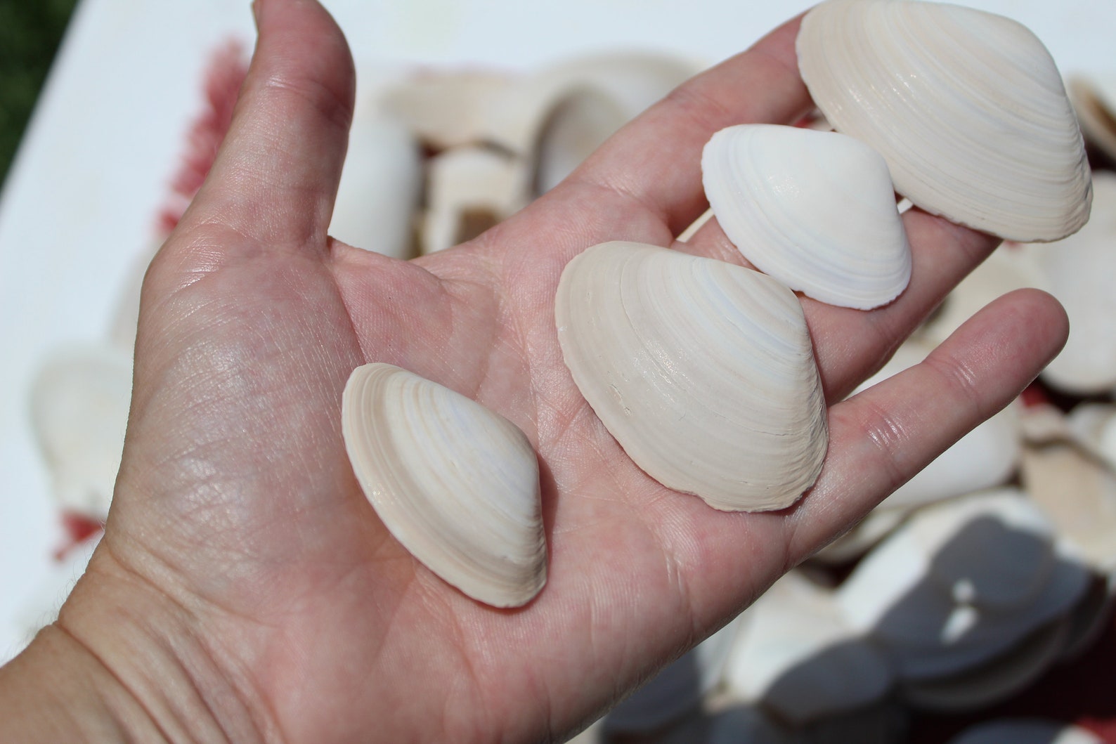 25 Surf Clam Shells, Sanibel Clams, Gulf Coast Shells, Florida Clams ...