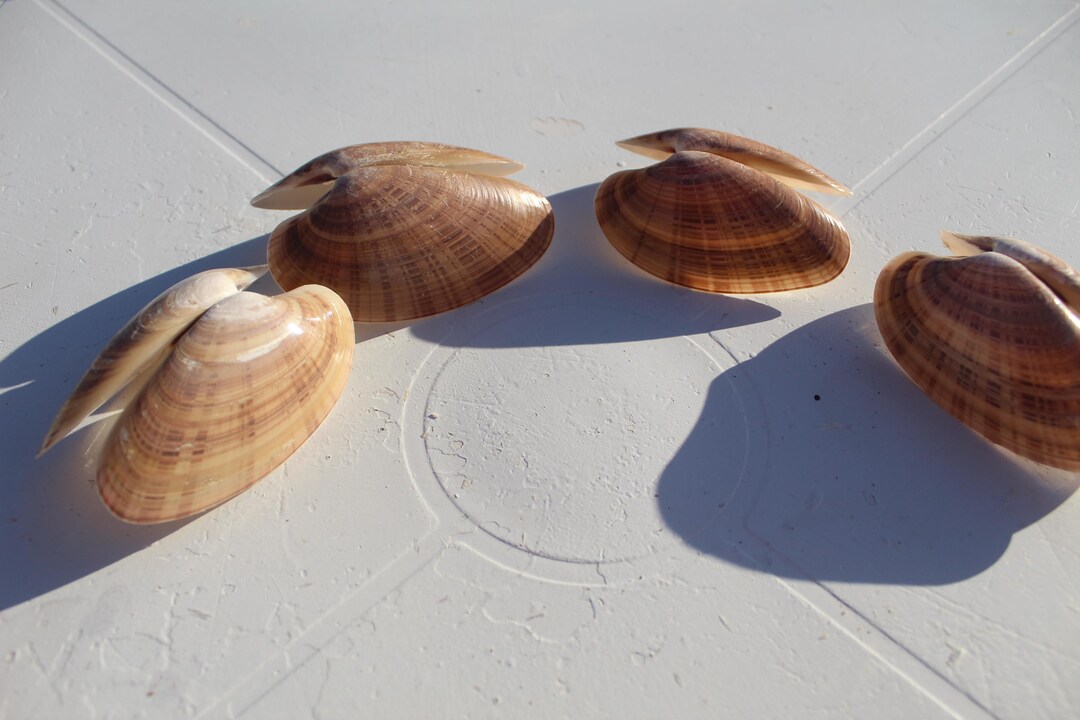 Sunray Venus Shell Pairs, Clam Shells, Sunray Venus Clams, Four Shell ...
