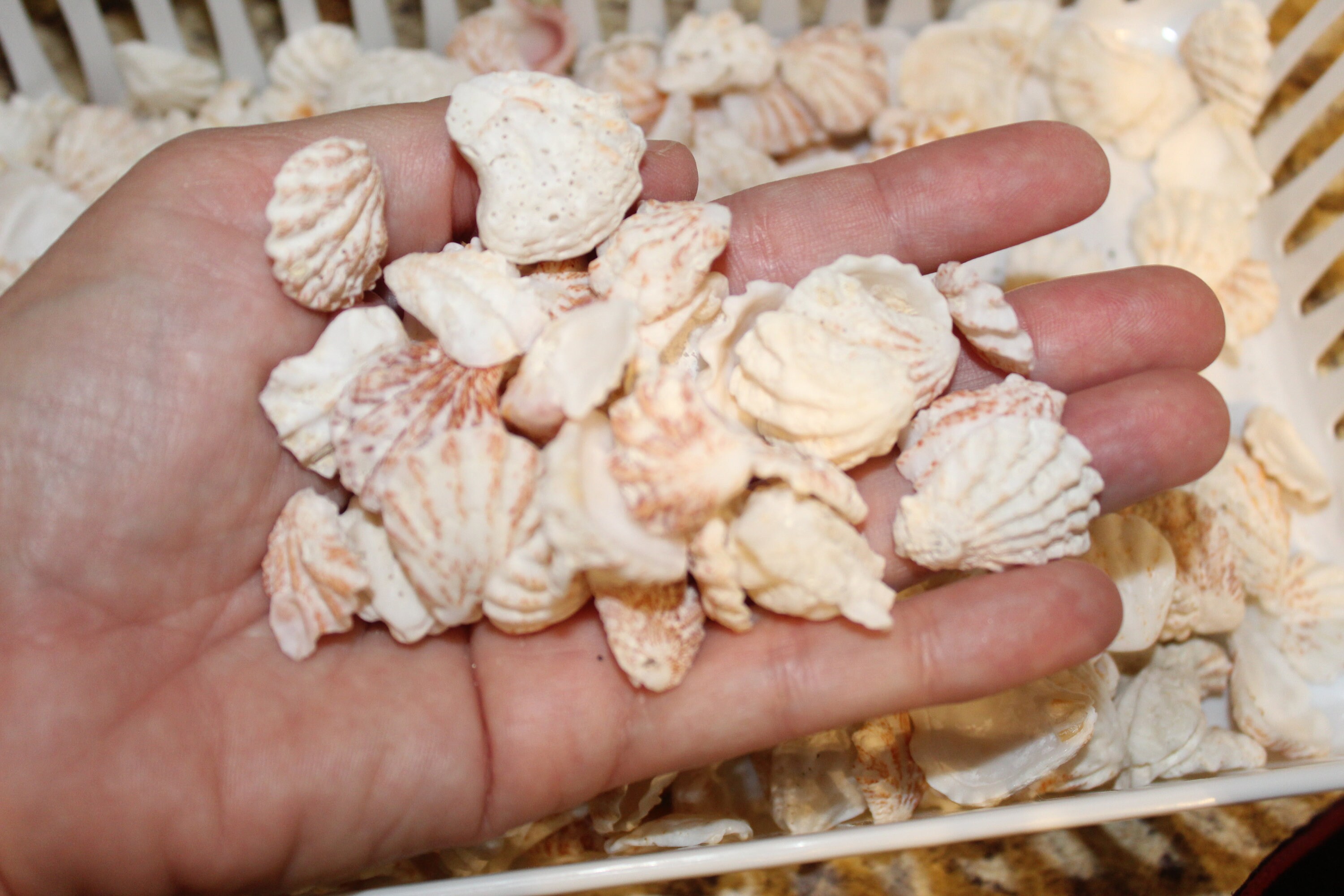 50 Cats Paw Seashells Weather Worn Kitten Paw Shells Cats - Etsy