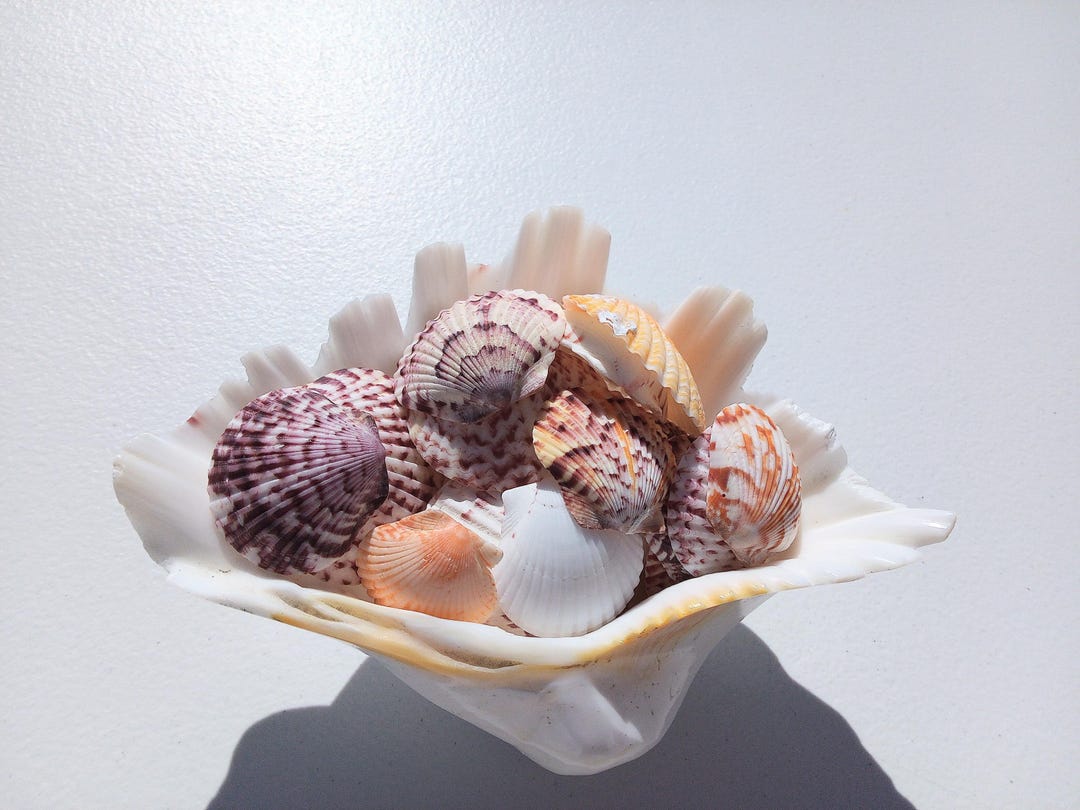 Bear Paw Clam Seashell, Natural White Display, Beach Crafts - Etsy