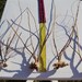 Whelk Egg Case, Spiral Egg Case, Sea Shell Case, Keewaydin, Egg Casing ...