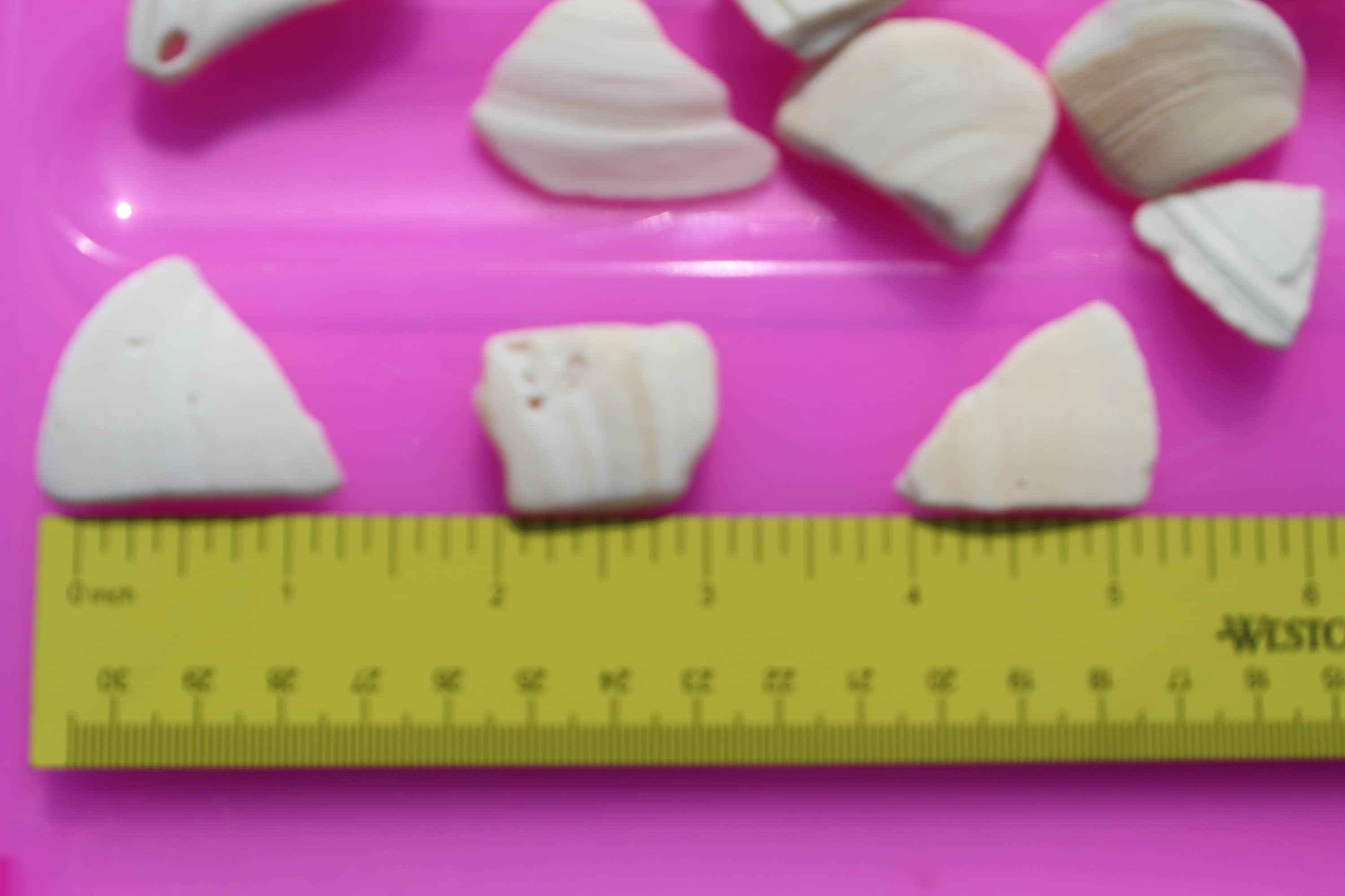 8 Ounces Seashell Chips, Shell Pieces, Ribbed Shells, Gulf Coast Shell ...