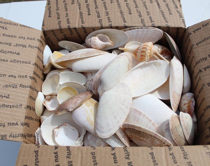 Natural Sea Shells, Gulf Coast Shells-ocean Life Coastal Beach Decor ...