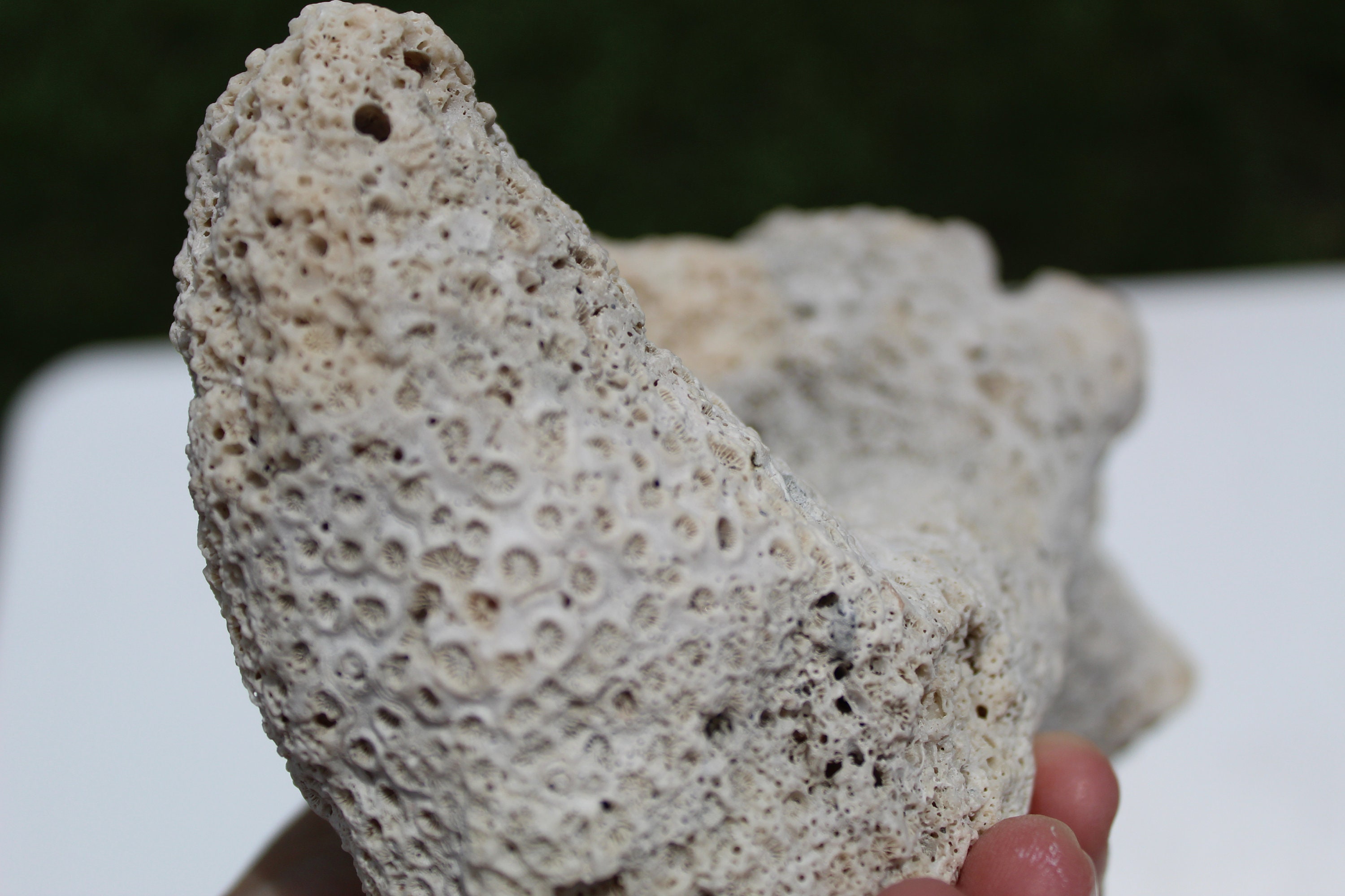 Large Coral Piece, Sanibel Island Coral, Turner Beach Coral, Sanibel ...