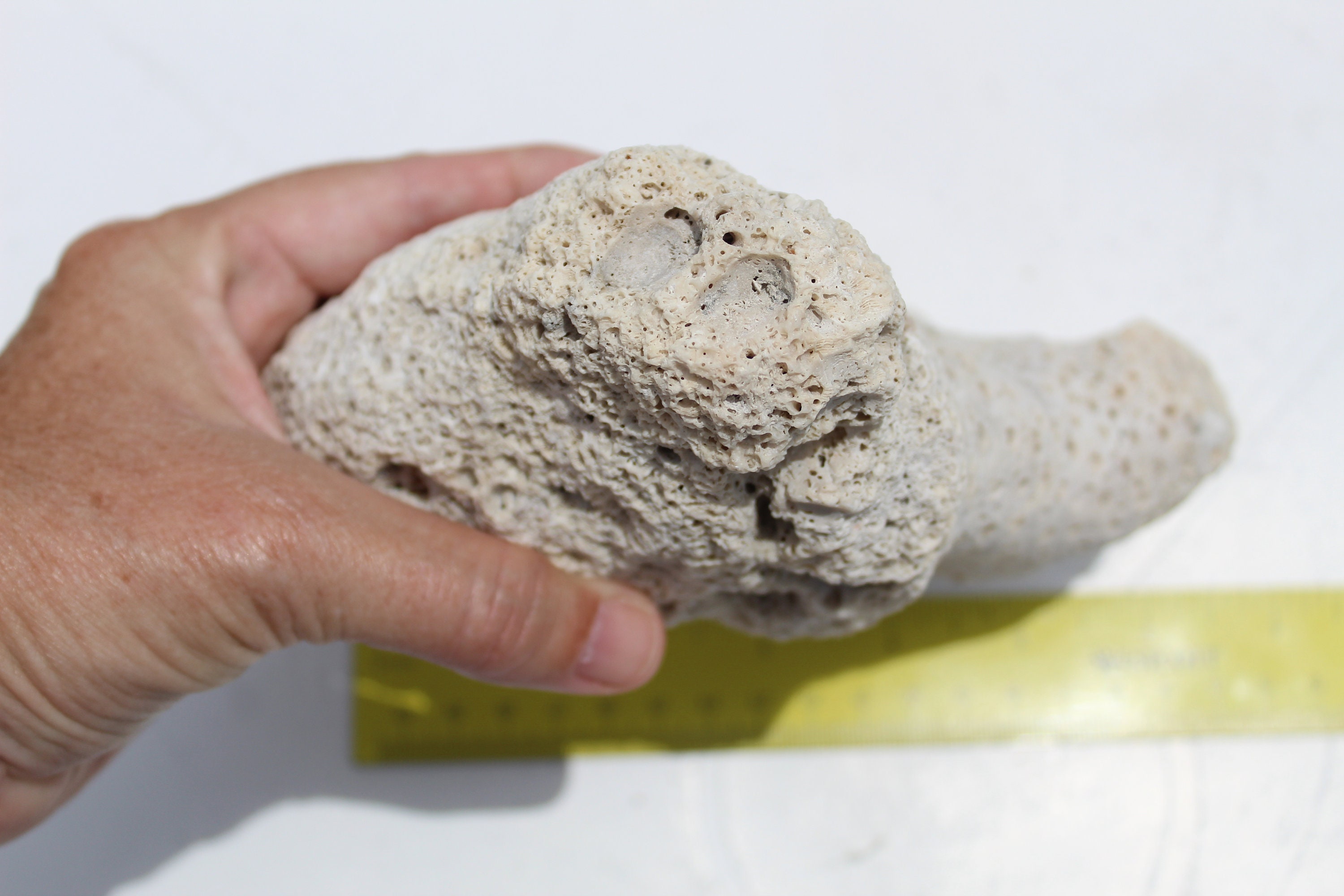Large Coral Piece, Sanibel Island Coral, Turner Beach Coral, Sanibel ...
