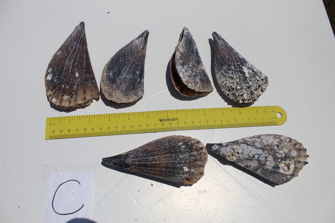 Pen Shells, Sanibel Island, Whole Pen Shells, Aura Borealis Shells, Gray Shells - Etsy