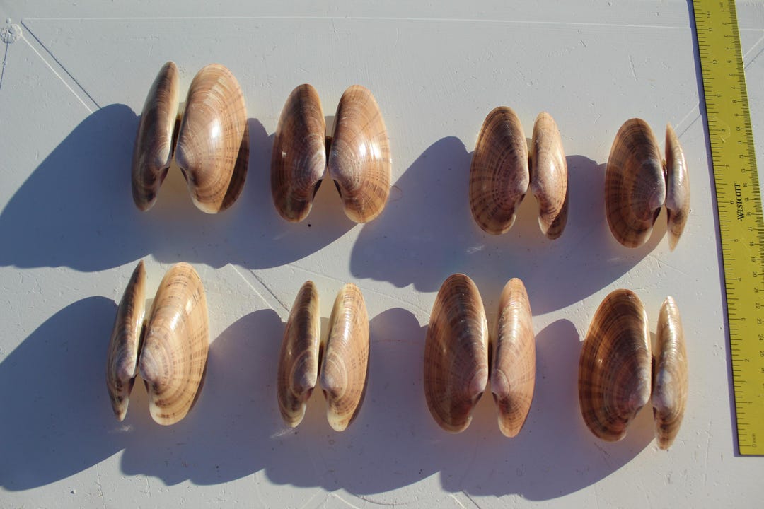 Sunray Venus Shell Pairs, Clam Shells, Sunray Venus Clams, Four Shell ...