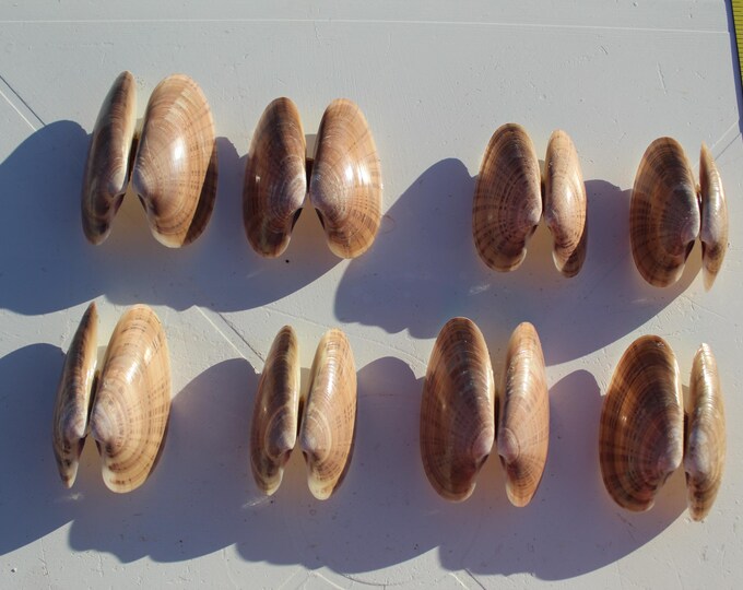 Sunray Venus Shell Pairs, Clam Shells, Sunray Venus Clams, Four Shell ...