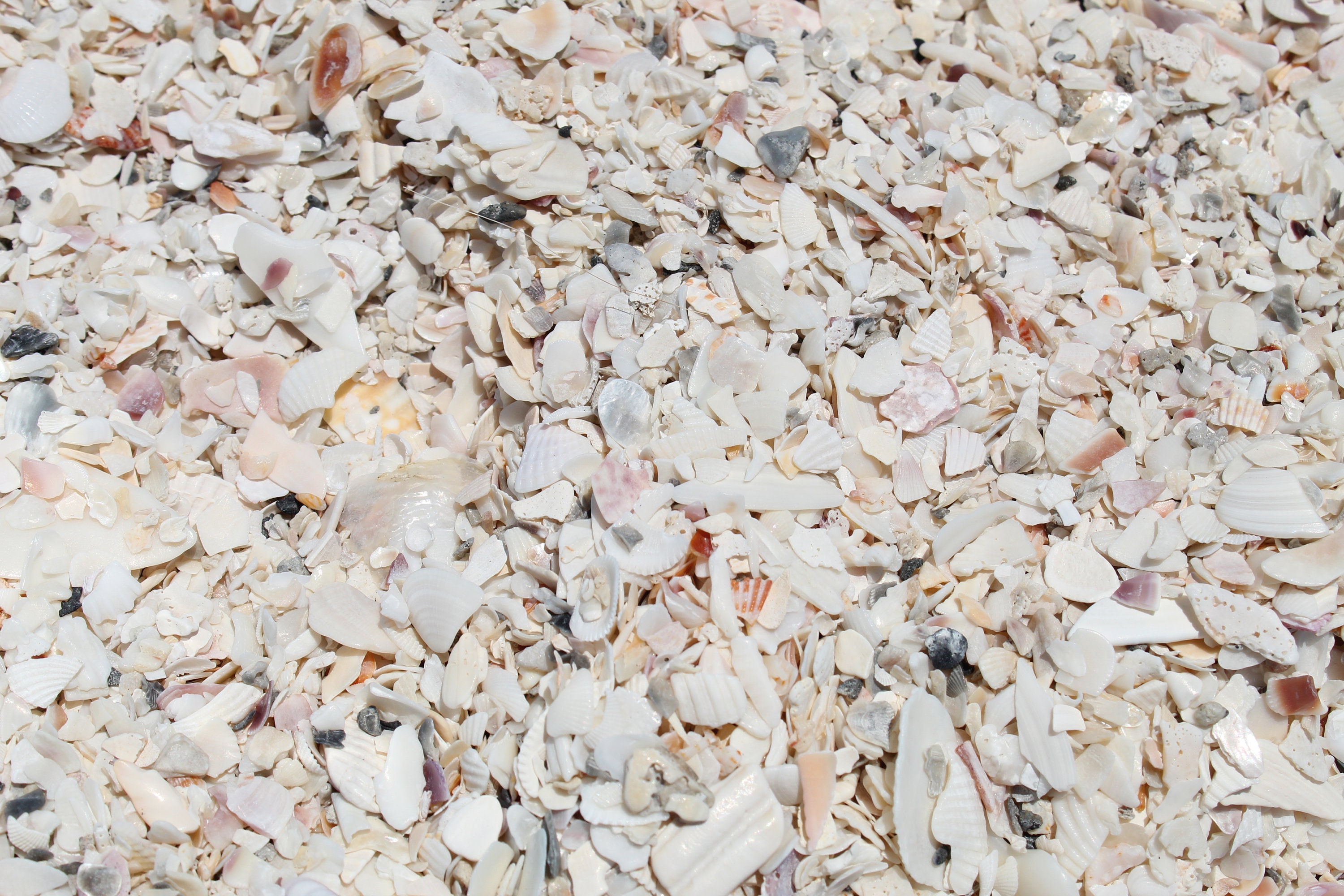 Natural Crushed Shells, 1 Lb Broken Shells, Shell Pieces, Vase Filler ...