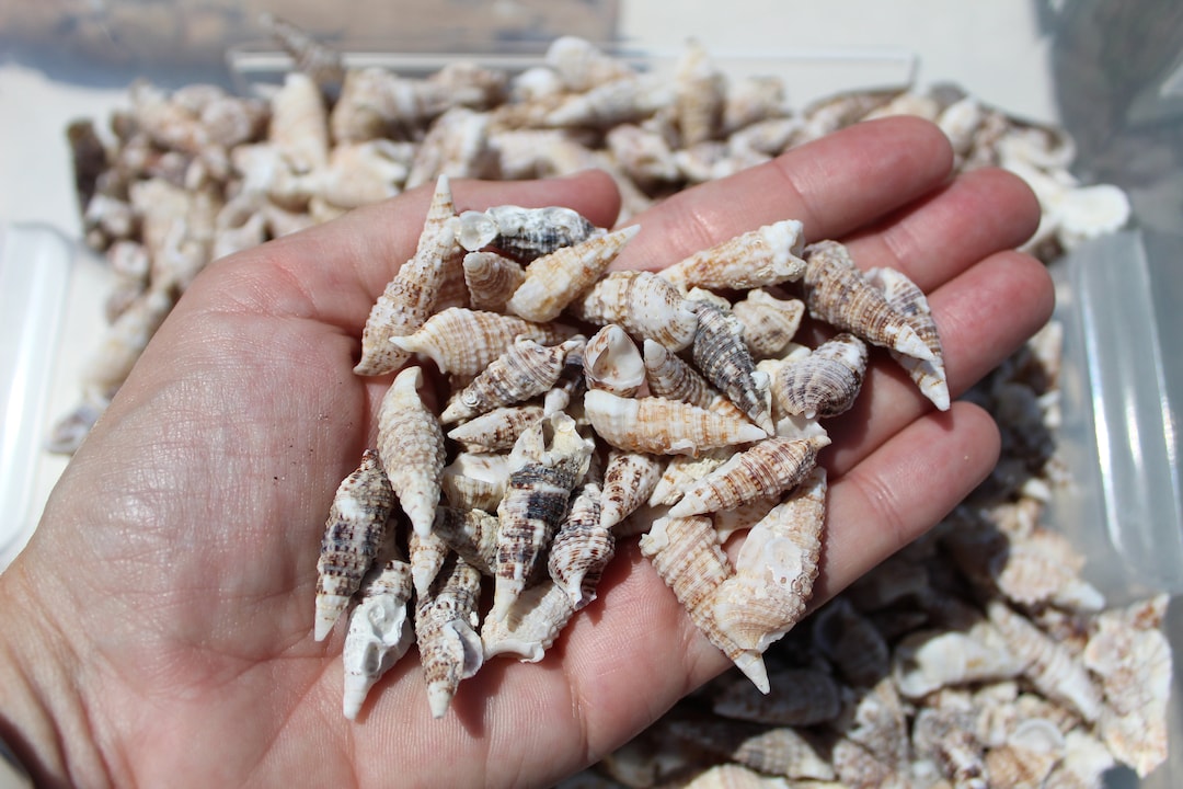 20 Cerith Sea Shells, Pointed Shells, Sanibel Shells, White and Brown ...