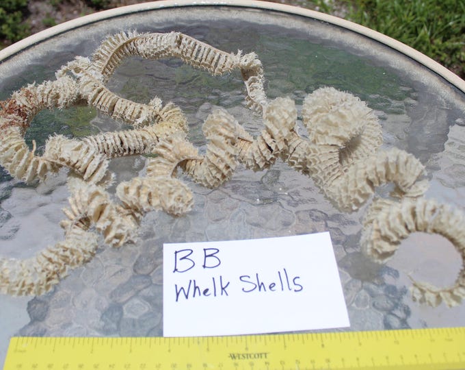 Whelk Egg Case, Tiny Whelk Eggs, Spiral Egg Case, Sea Shell Case ...