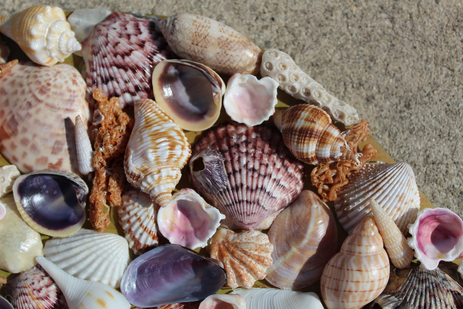 Nursery Shell Dinosaur Wall Decor-dino Bedroom-nursery Decor for Baby ...