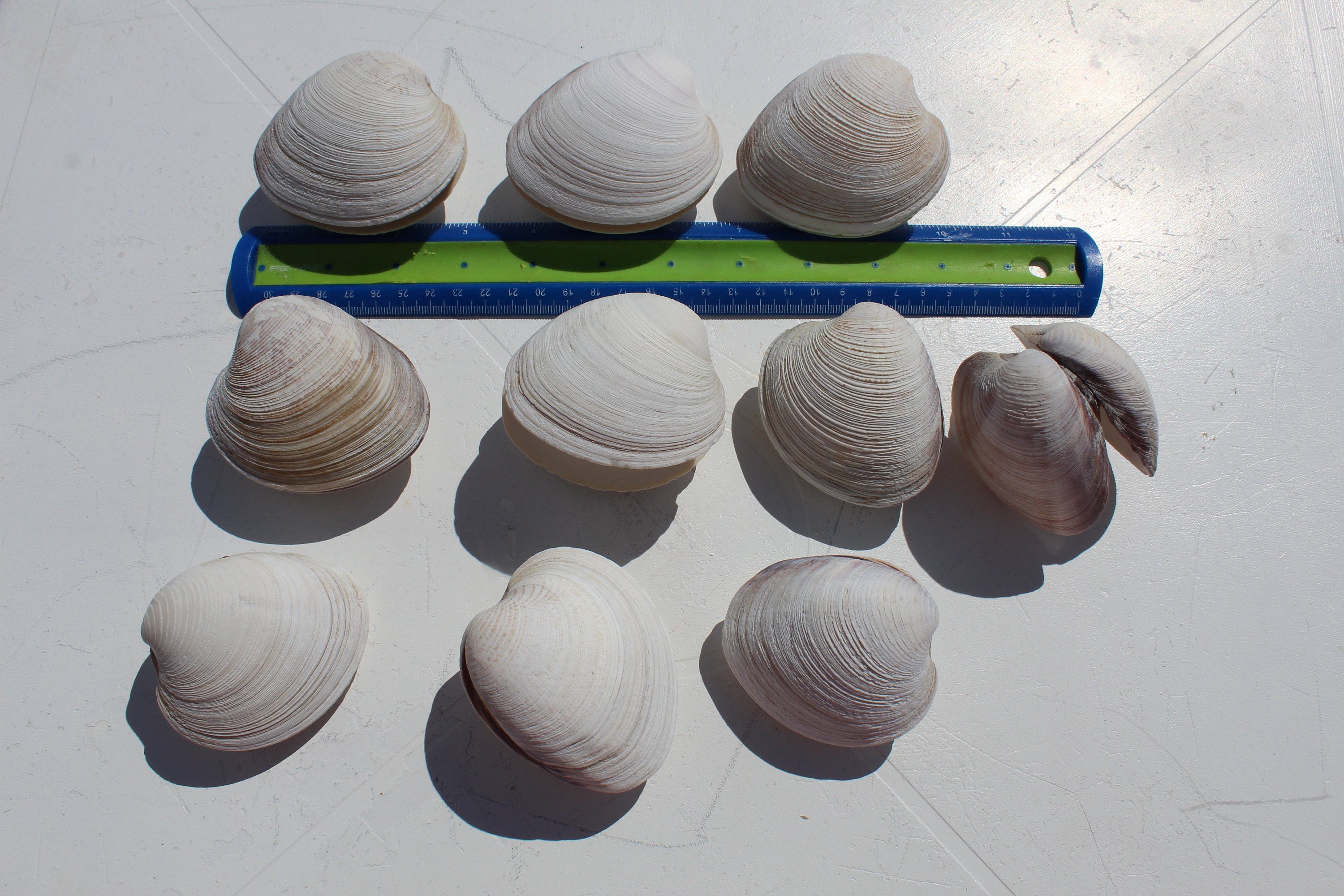 Large Quahog Shells, Brown Clam Shells, Matched Clam Shells, Hard Shell ...