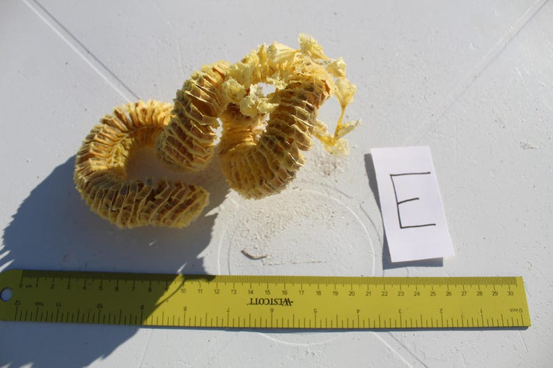 Whelk Egg Case, Spiral Egg Case, Sea Shell Case, Keewaydin, Egg Casing ...