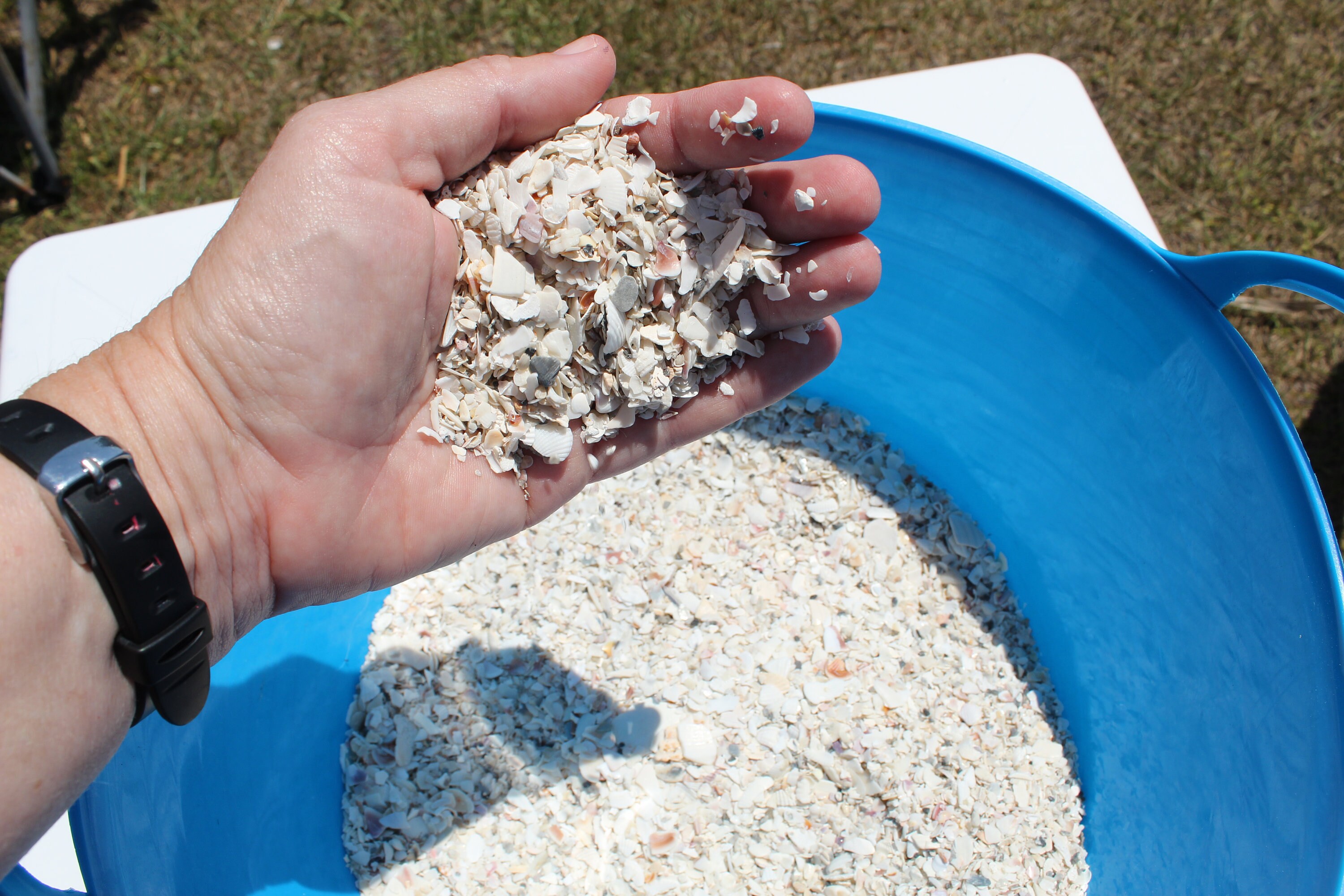 Natural Crushed Shells, 1 Lb Broken Shells, Shell Pieces, Vase Filler ...