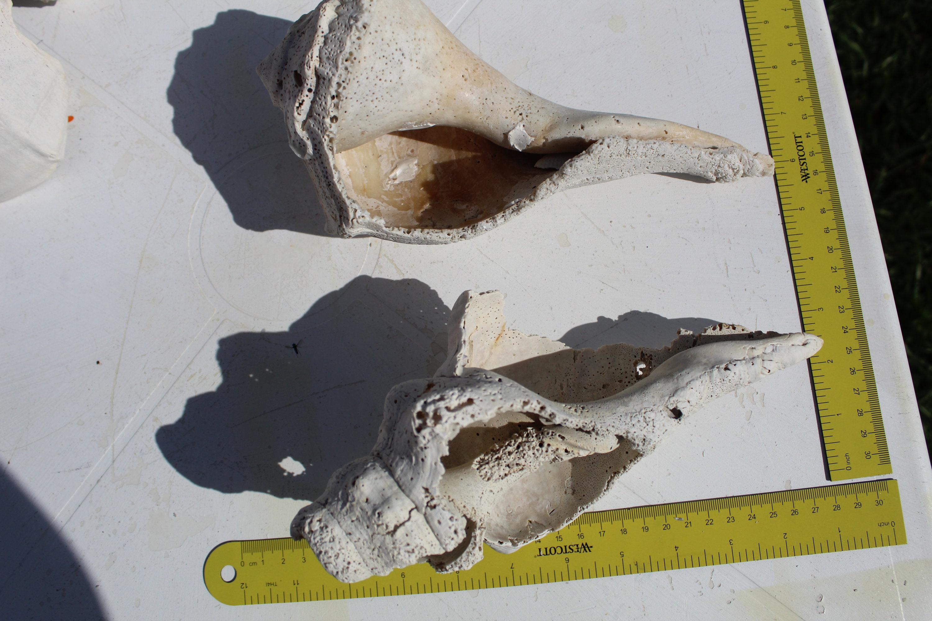 Large Whelk Shell, Large Horse Conch Shell, Vintage Whelk Shell ...