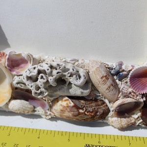 Seashell Frame, Beach Photo Frame, Shell Photo Frame, Shell Frame ...