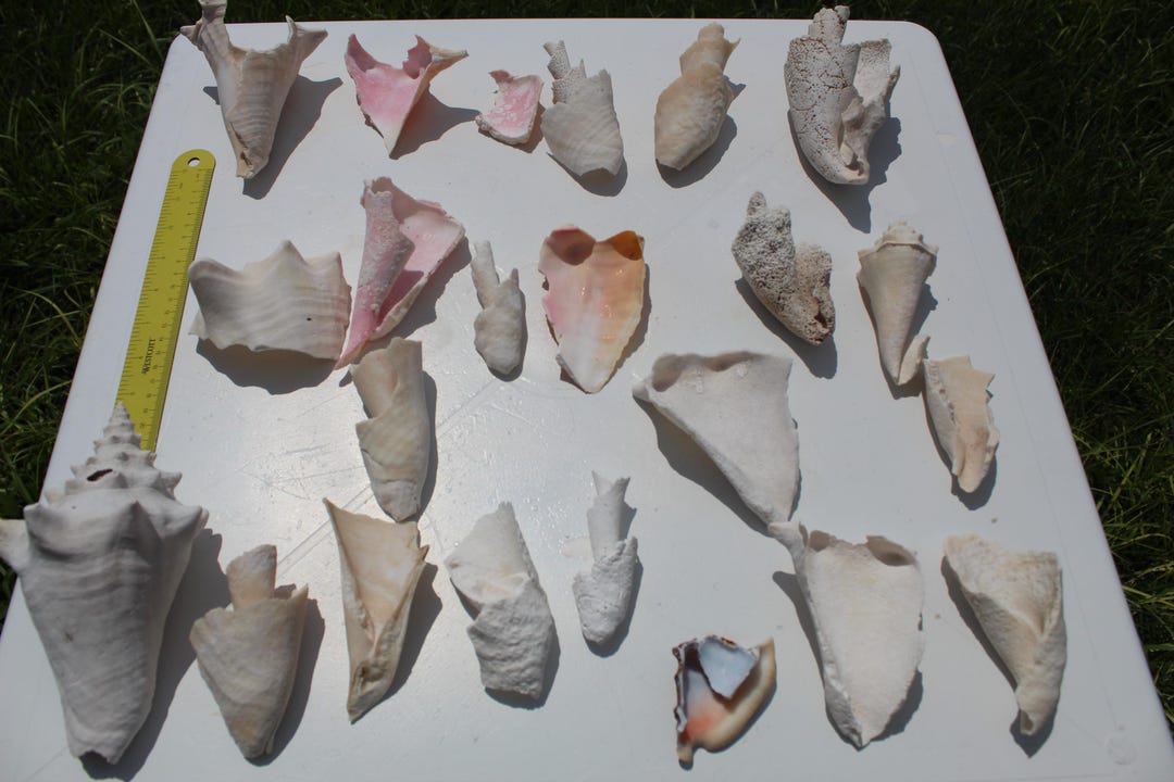 Broken Queen Conch Shells, Florida Keys Shells, Surf Tossed Shells ...