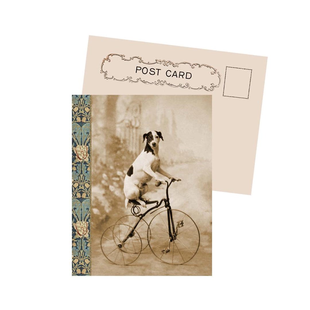Dog on A Tricycle New Vintage Image Postcard - Etsy