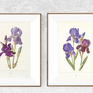 Purple Iris Botanical Print Set of 2. 1964 Vintage Spring Flower Wall Art for Kitchen. Gardener ...