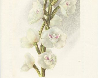 Holy Ghost Orchid - Etsy