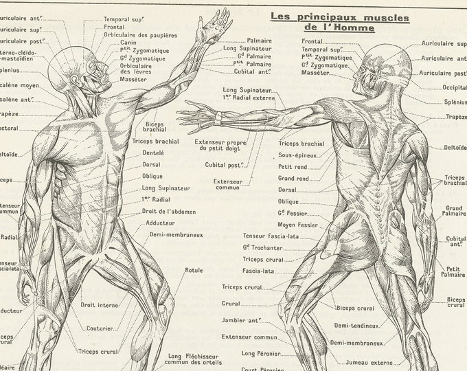 Antique Muscles Human Anatomy Print From 1938. Vintage Medical - Etsy