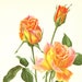 Talisman Rose Flower Print. 1985 Vintage Botanical Poster. Pink Yellow ...
