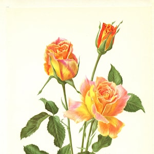 Talisman Rose Flower Print. 1985 Vintage Botanical Poster. Pink Yellow ...