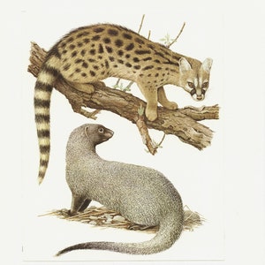 1970 Mongoose + Genet Print. Small Vintage Woodland Animal Poster ...