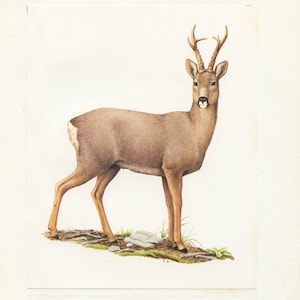 1970 Siberian Roe Deer Poster Vintage Forest Animal Art. Eastern Roe ...
