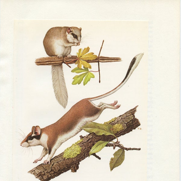 Rodent Animal - Etsy