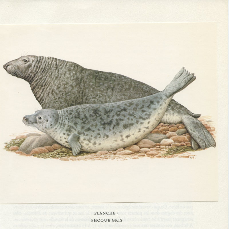 Seal Poster - Etsy