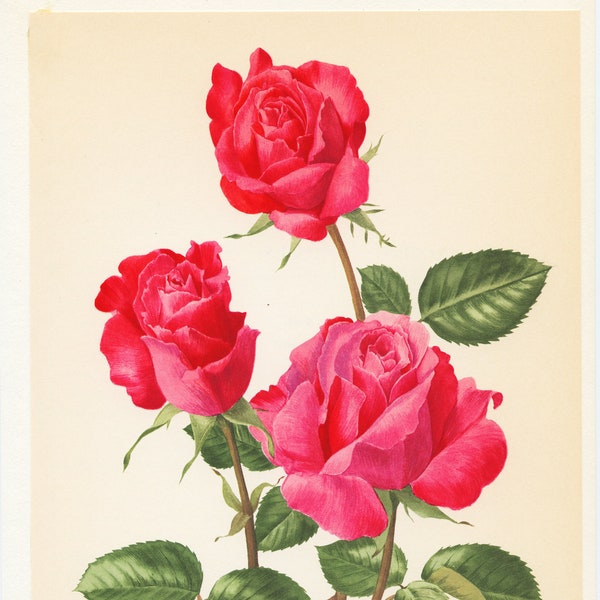Botanical Rose Print - Etsy
