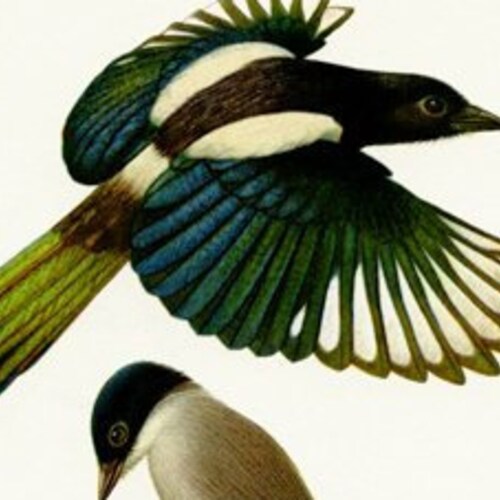 Vintage Magpie Bird Print 1961 Magpie Art Small Bird Art | Etsy