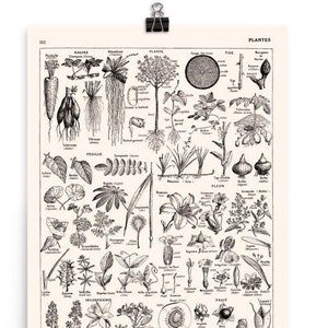 Large Botany Plants Poster Giclee Reprint. Botanical Poster. Natural ...