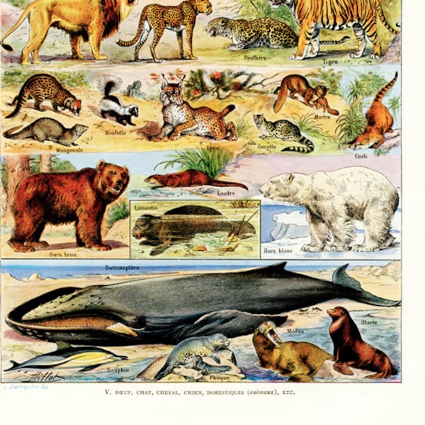 Wildlife Poster - Etsy UK