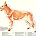 Dog Gift, 1975 Anatomy Poster, Vintage Dog Muscles Poster, Canine ...
