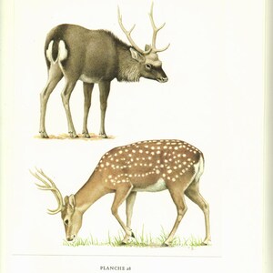 Small Sika Deer Artwork, 1970 Vintage Spotted Deer Print, Forest Wall ...