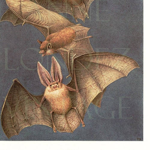 1970 Vintage Bat Print Bat Poster Antique Bat Art Bat Decor - Etsy