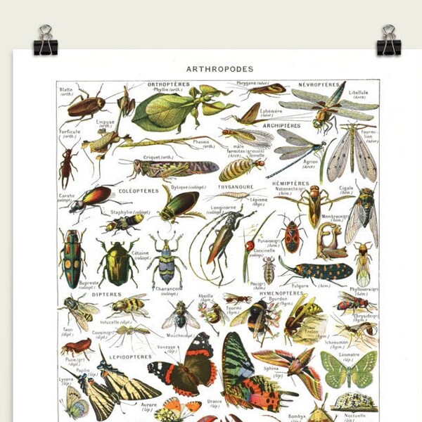 Arthropods Poster - Etsy