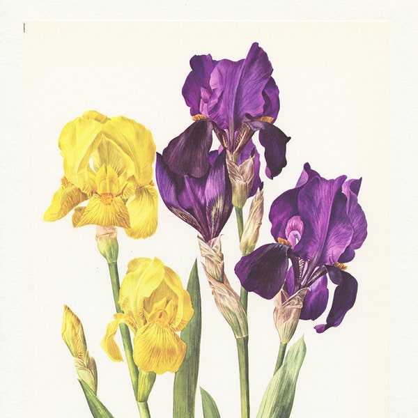 Purple Iris Print - Etsy