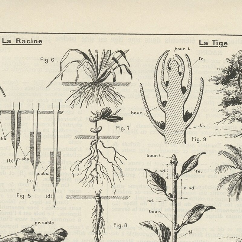 Botanical Poster - Etsy