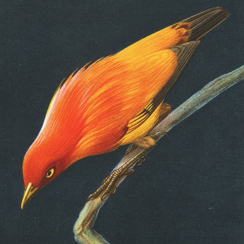 Bowerbird - Etsy Australia