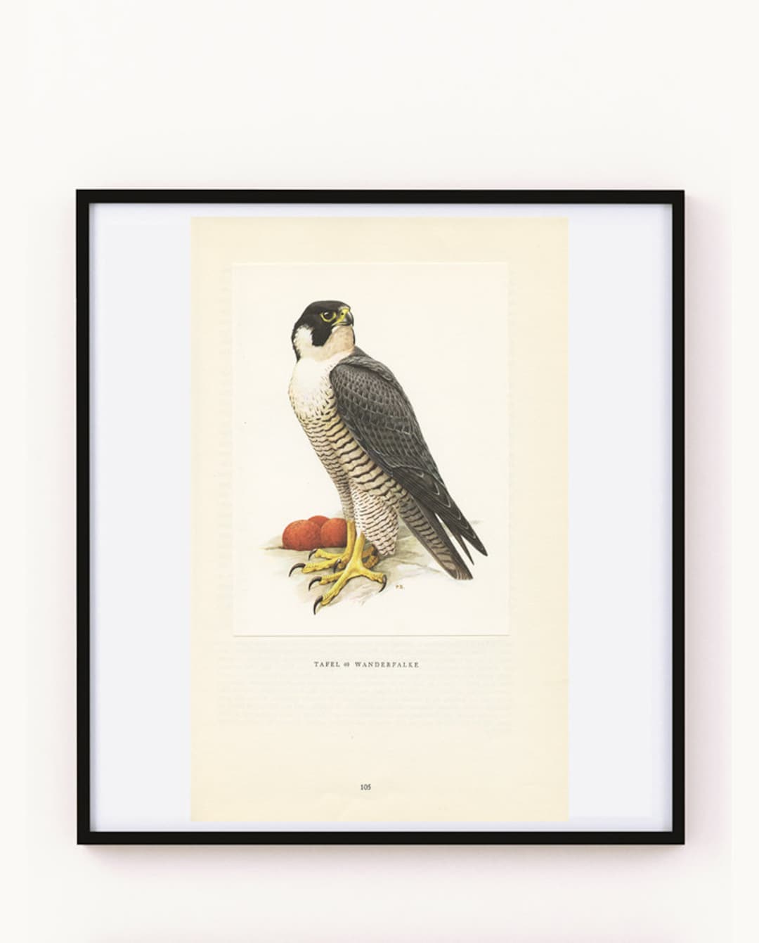 Falcon Print Vintage, 1959 Bird Poster, Bird Print, Peregrine Falcon ...