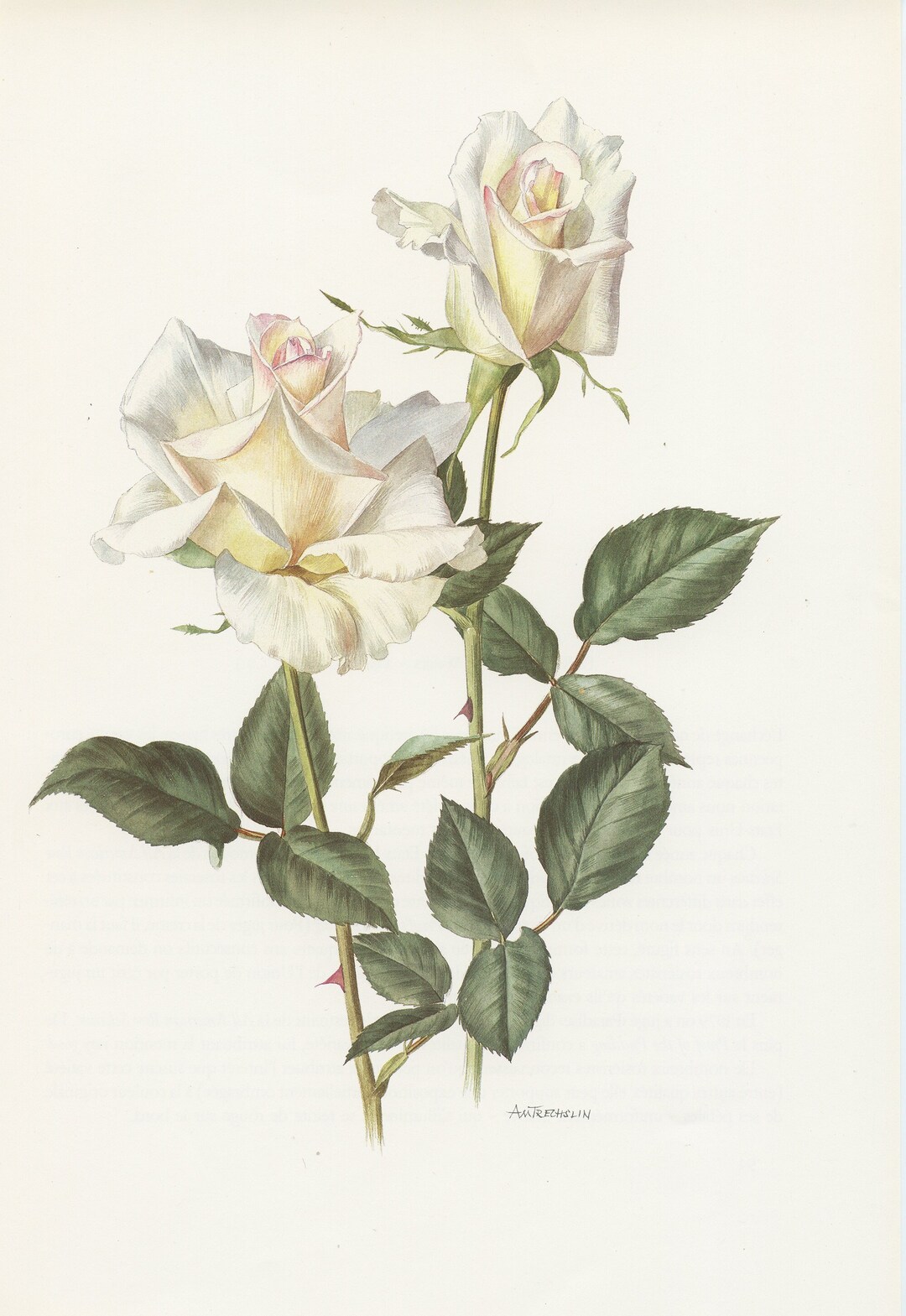 This item is unavailable - Etsy