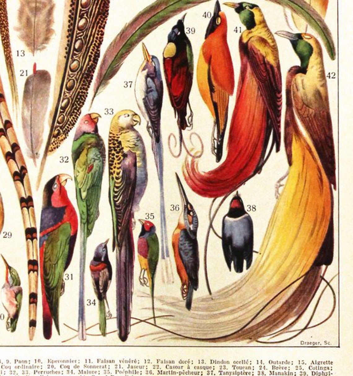 Feathers Poster 1936 Vintage Feathers Wall Art Feathers - Etsy