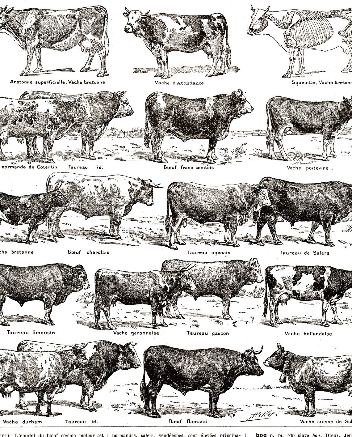 A4 Printable Cow Art. Small Black and White Farm Animal Digital ...