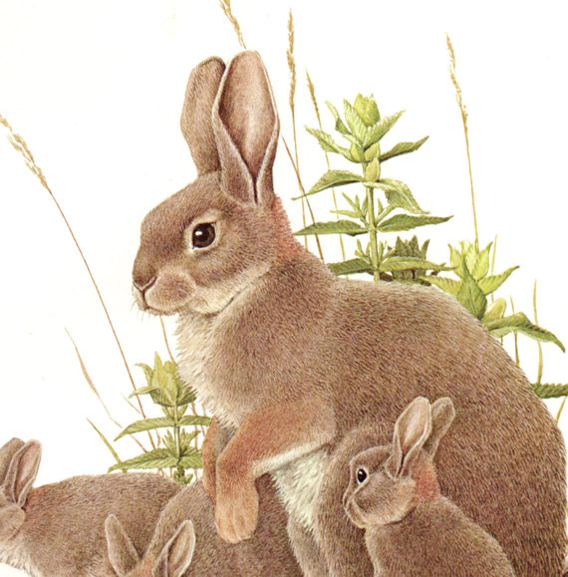 Vintage Rabbit Art 1970 Vintage Animal Art Rabbit Print - Etsy